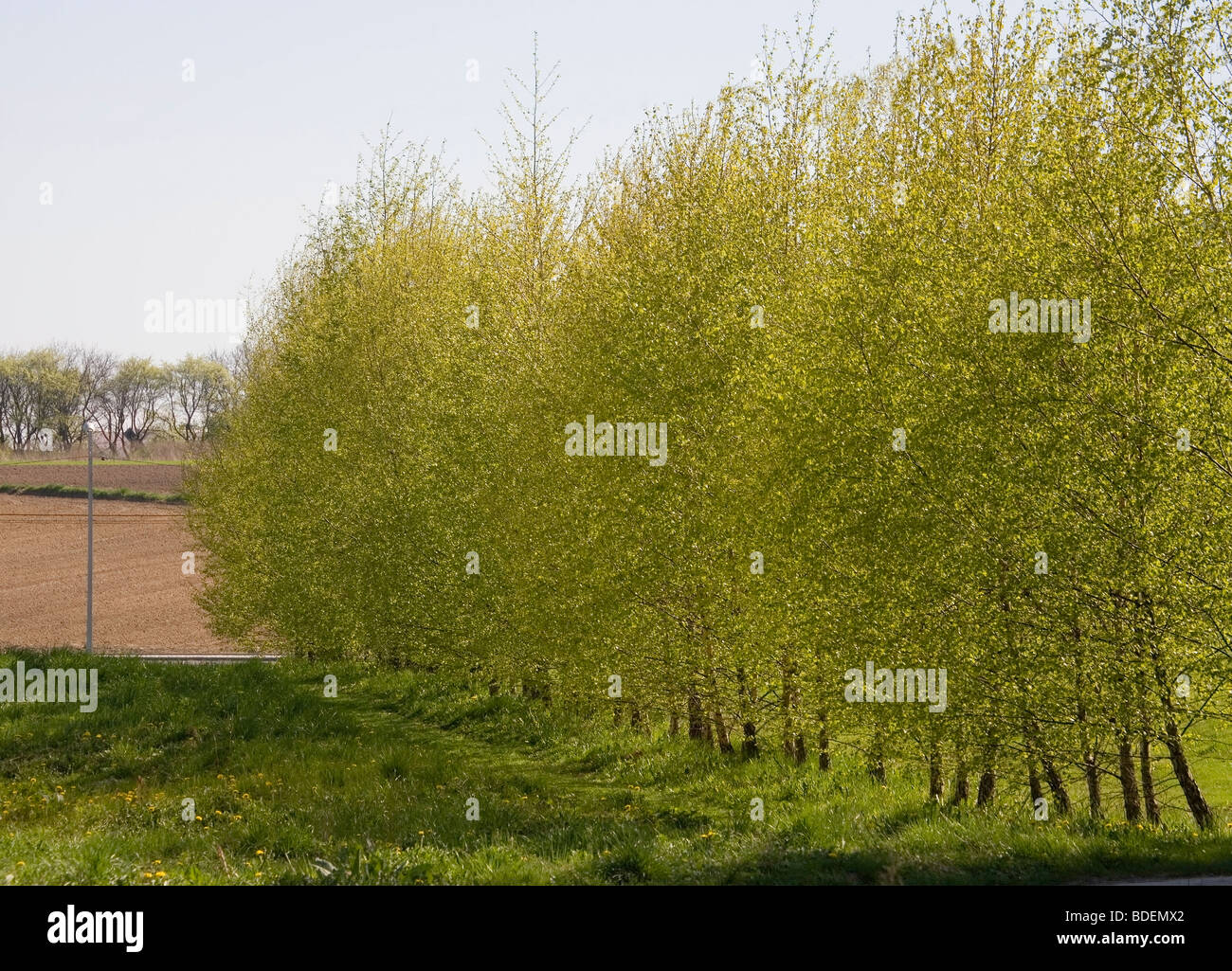 Poland spring hi-res stock photography and images - Alamy