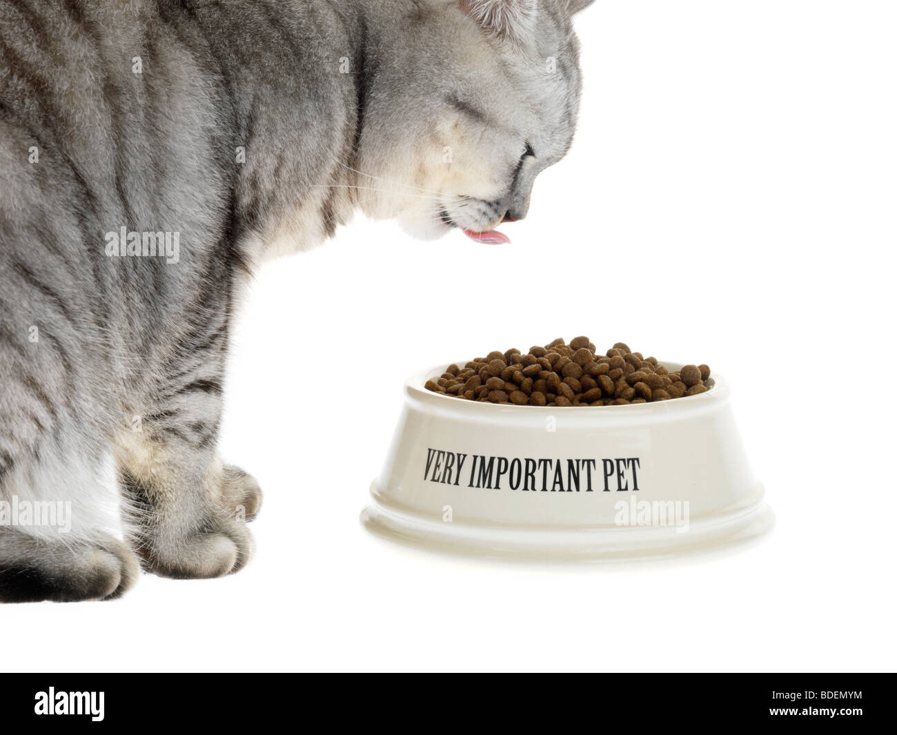 Cat biscuit hi-res stock photography and images - Alamy