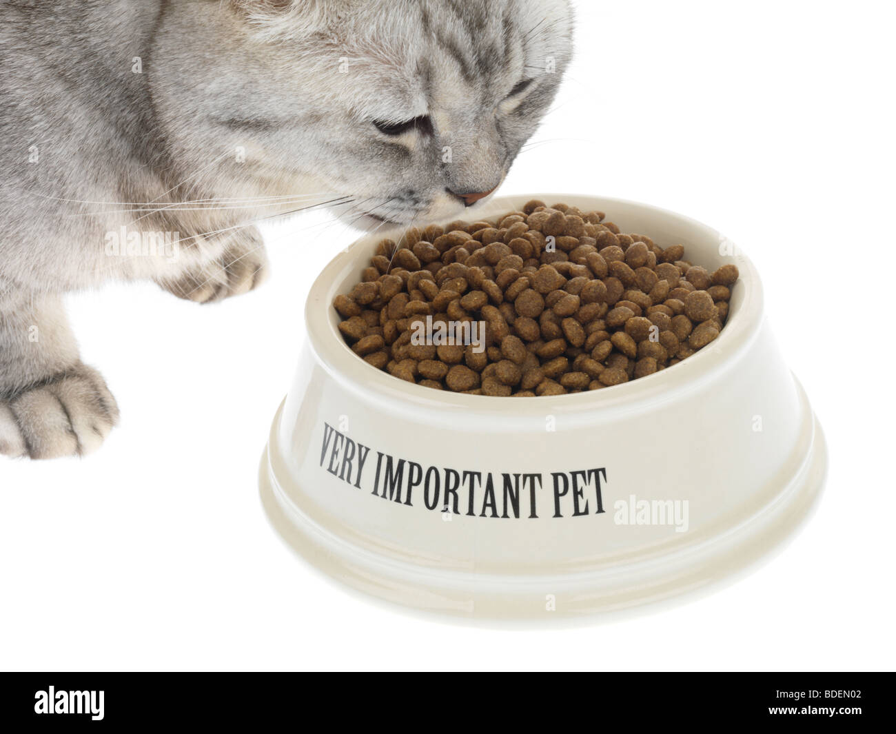 Cat biscuits hi-res stock photography and images - Alamy