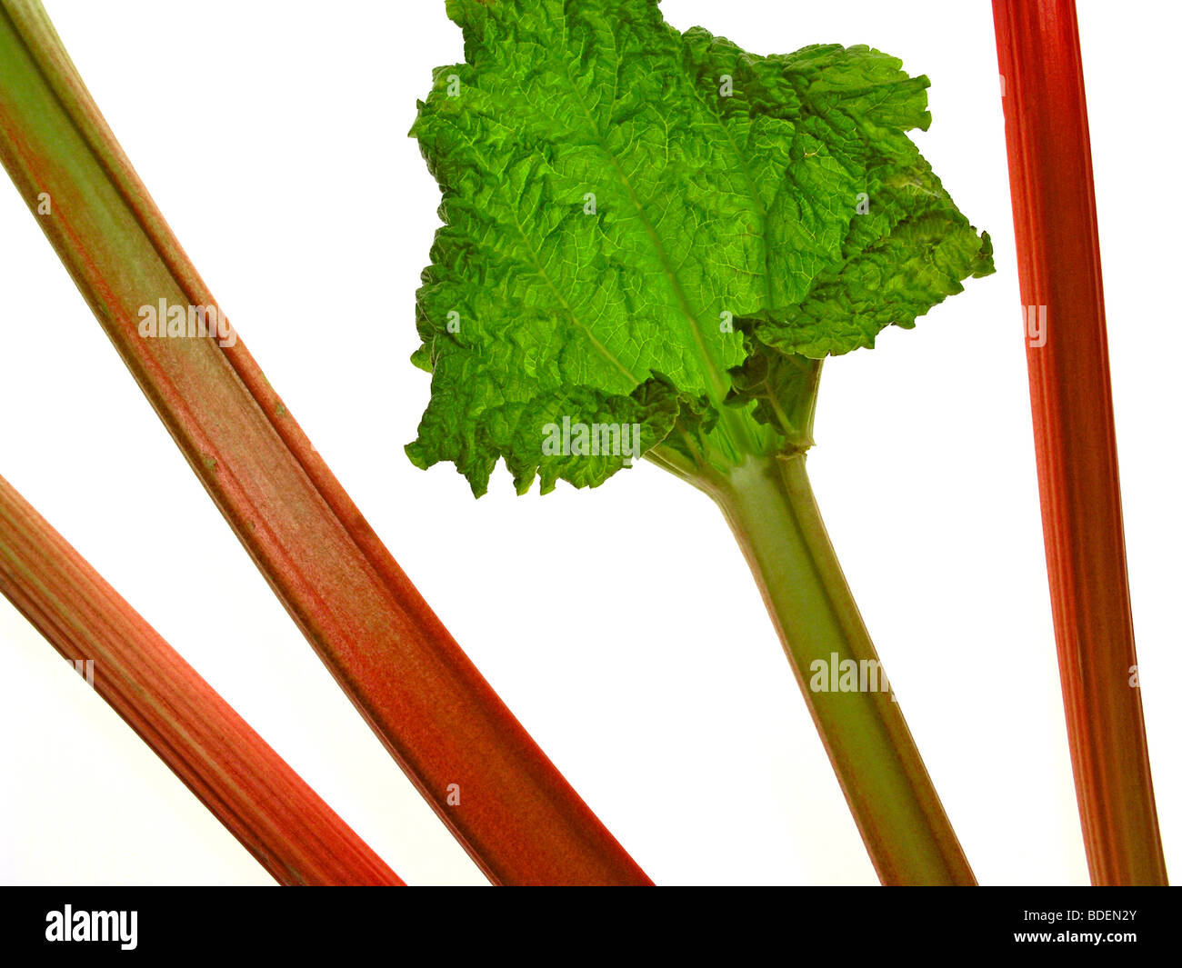 Group of rhubarb hi-res stock photography and images - Alamy