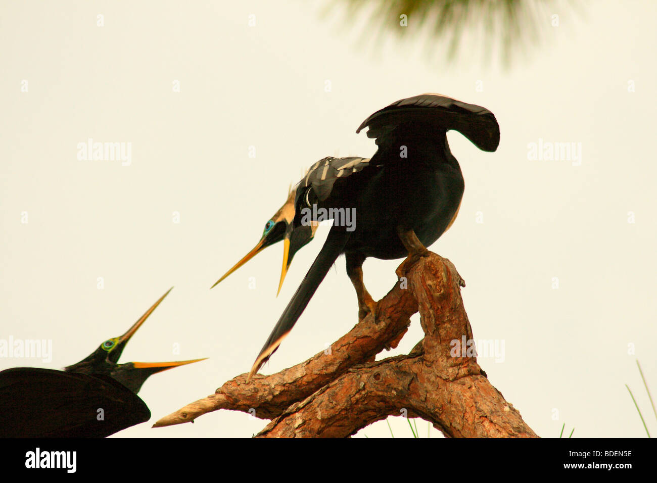 Anhinga anhingas florida hi-res stock photography and images - Alamy