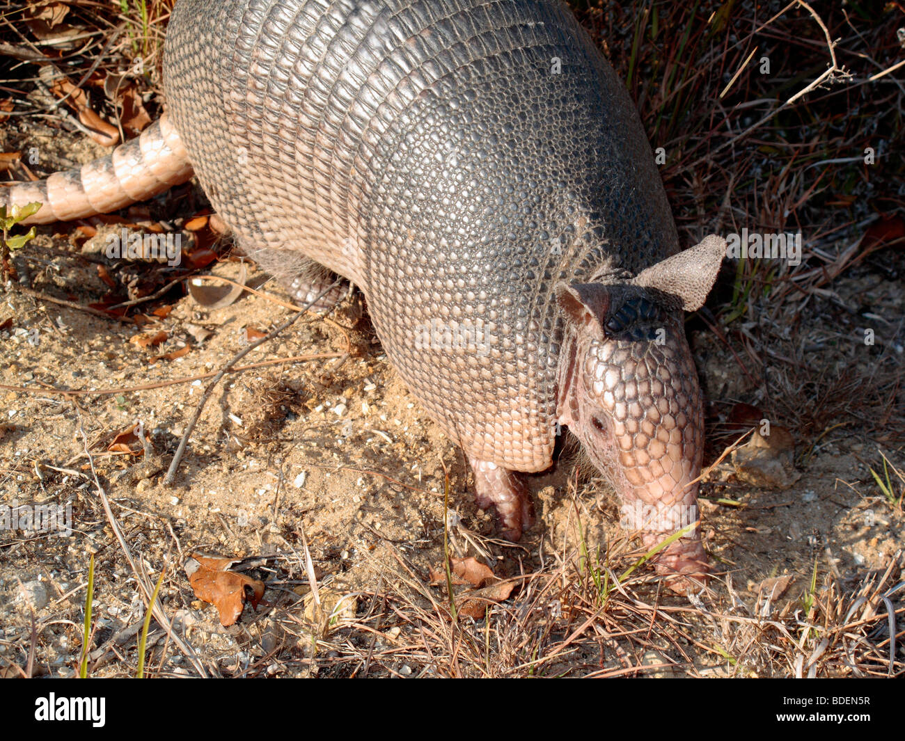 Florida nine banded armadillo hi-res stock photography and images - Alamy