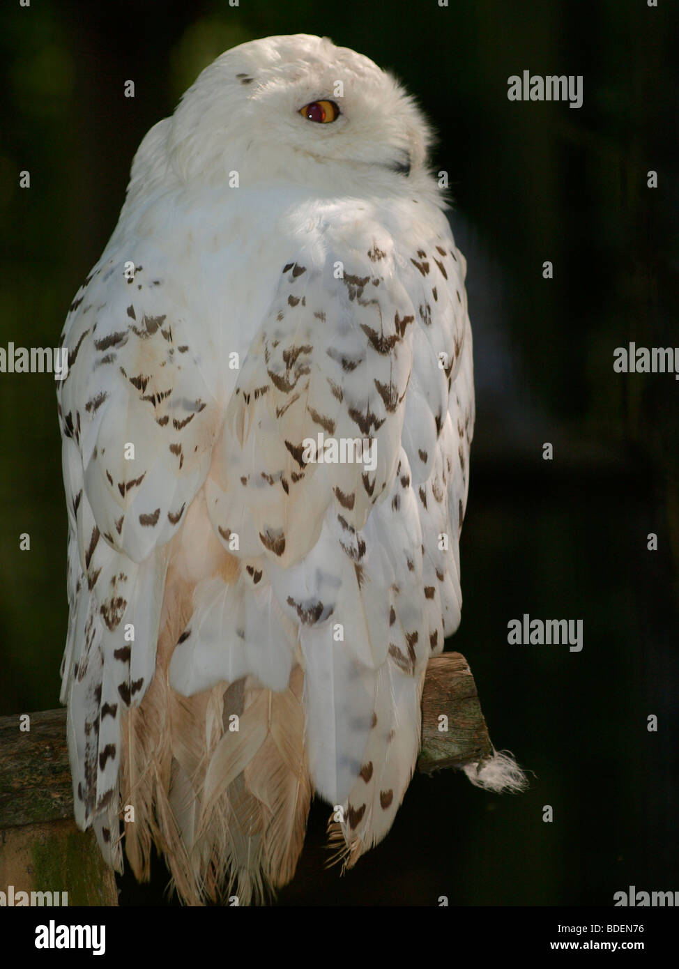 Owl looking backwards hi-res stock photography and images - Alamy