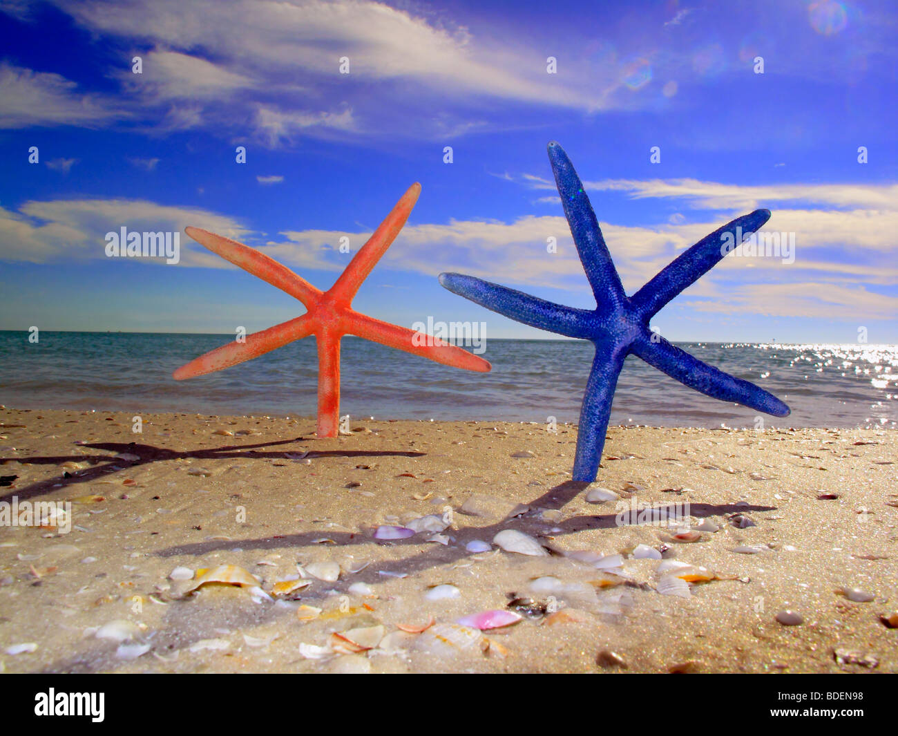 starfish dancing on a beach Stock Photo - Alamy