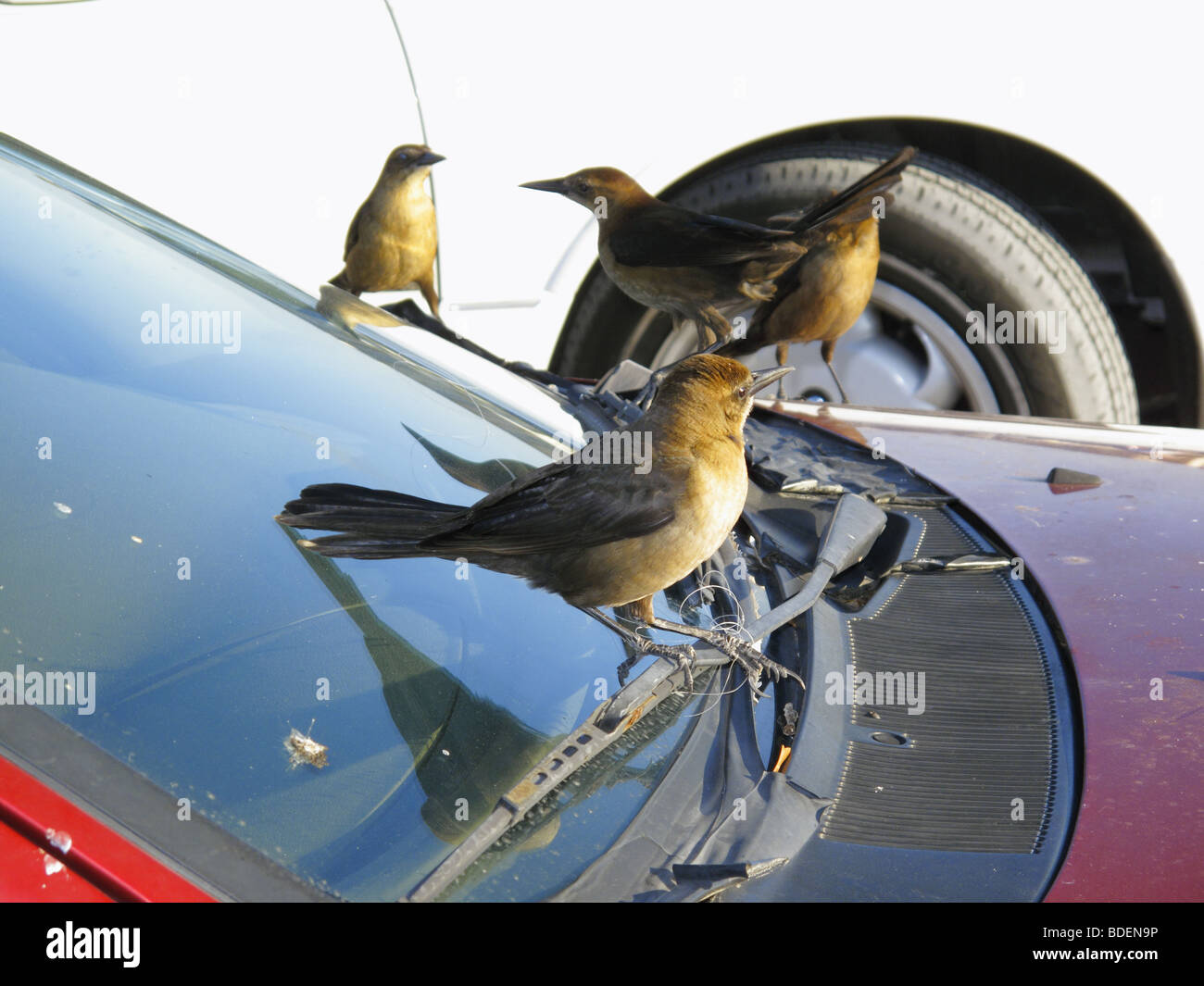 Entangled hi-res stock photography and images - Alamy