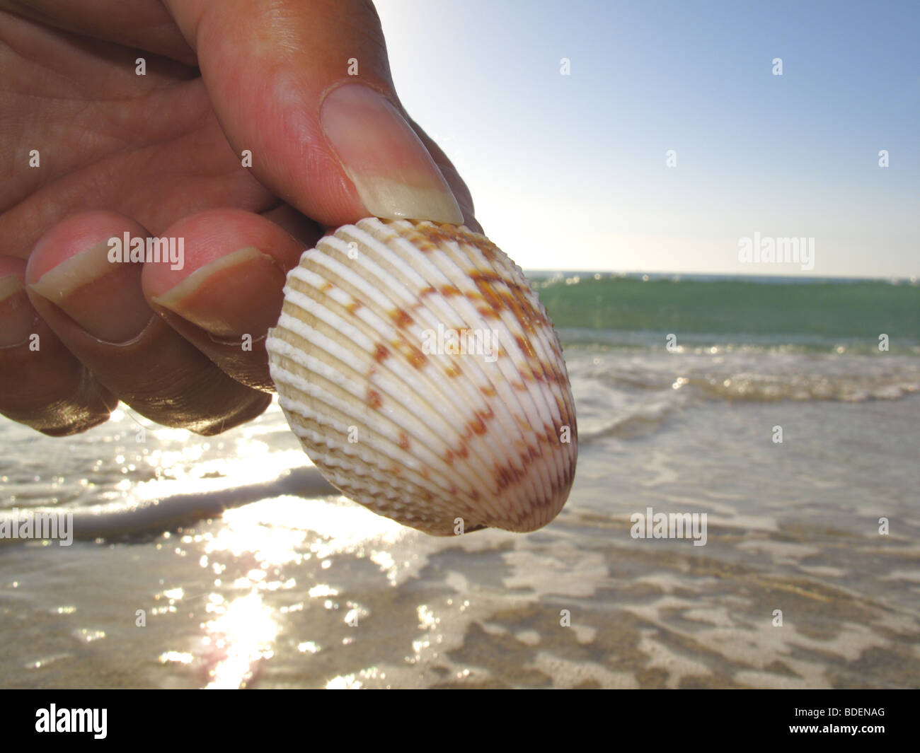 Holding sea shells hi-res stock photography and images - Alamy