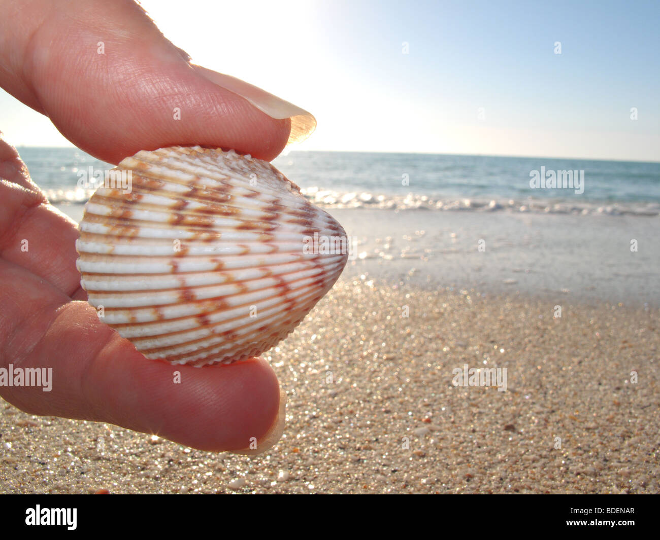 holding a seashell in Florida USA Stock Photo - Alamy