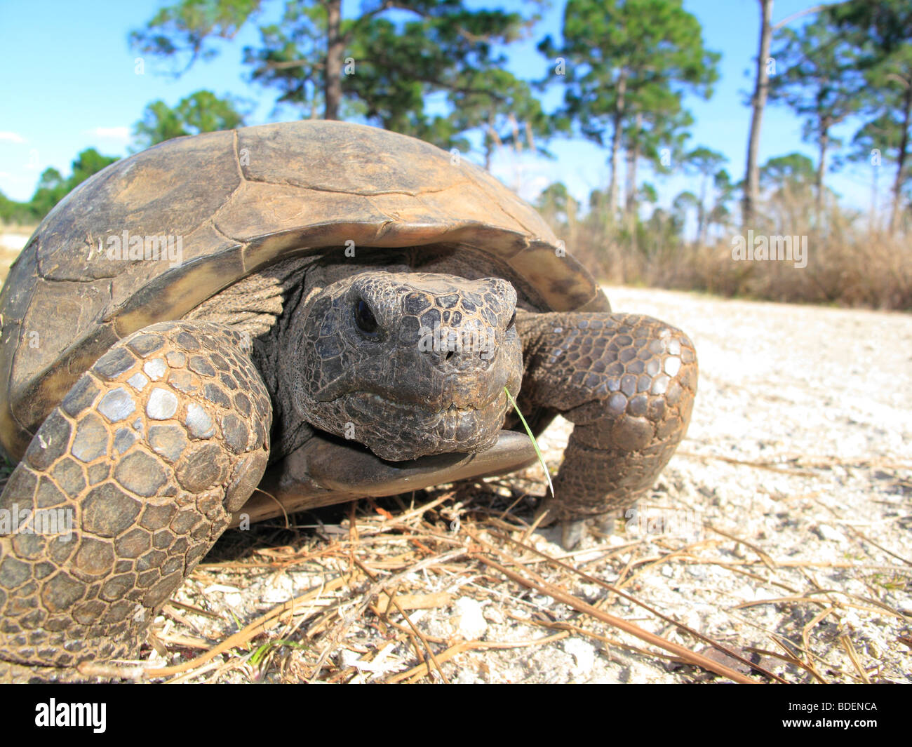Rare species of tortoise hi-res stock photography and images - Alamy