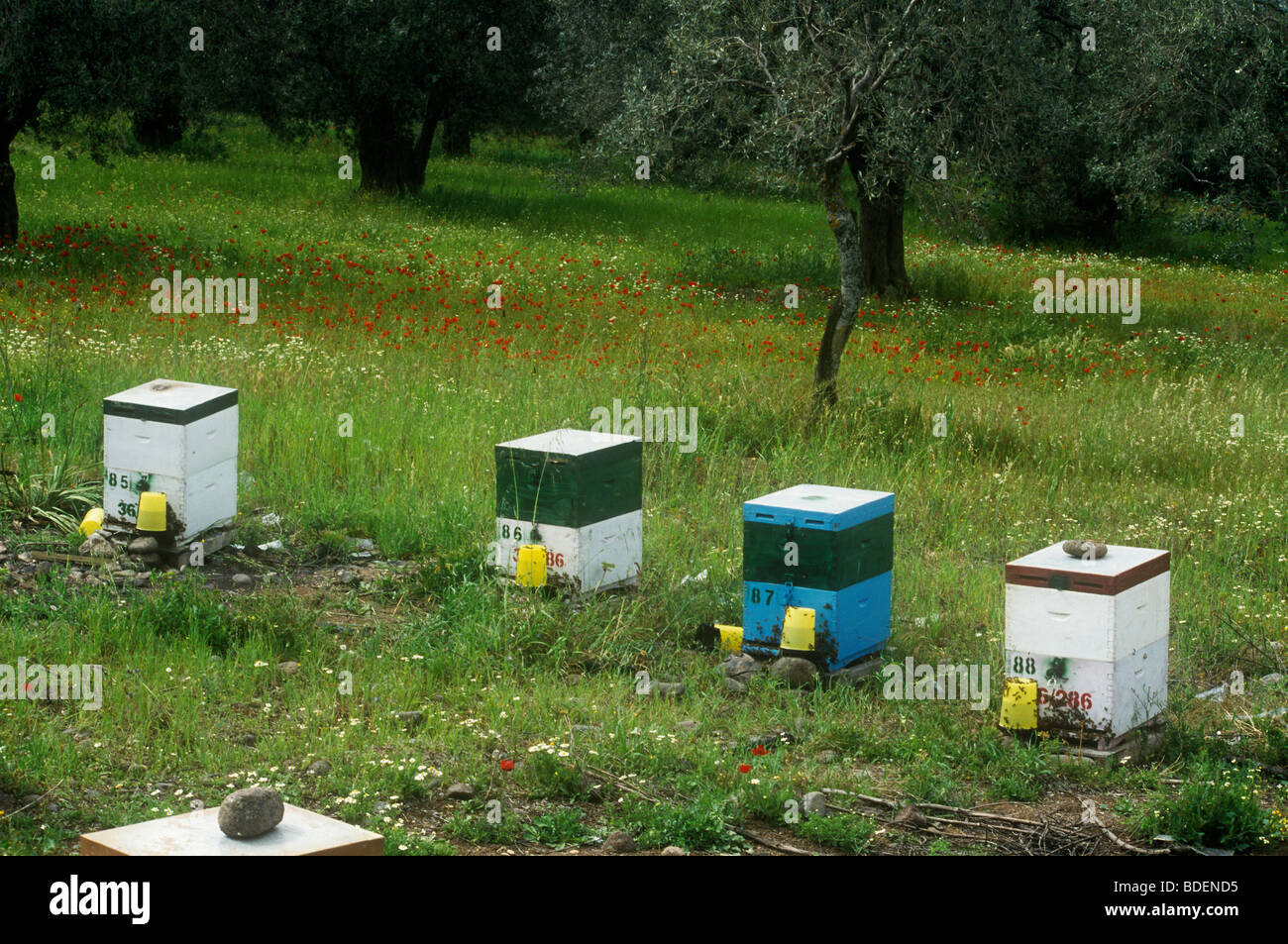 Bee Hives on the Greek Island of Lesbos, Greece, Europe Stock Photo - Alamy