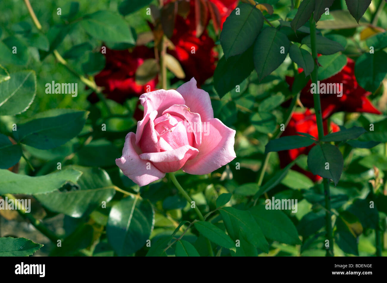 One pink rose and background of red roses Stock Photo - Alamy