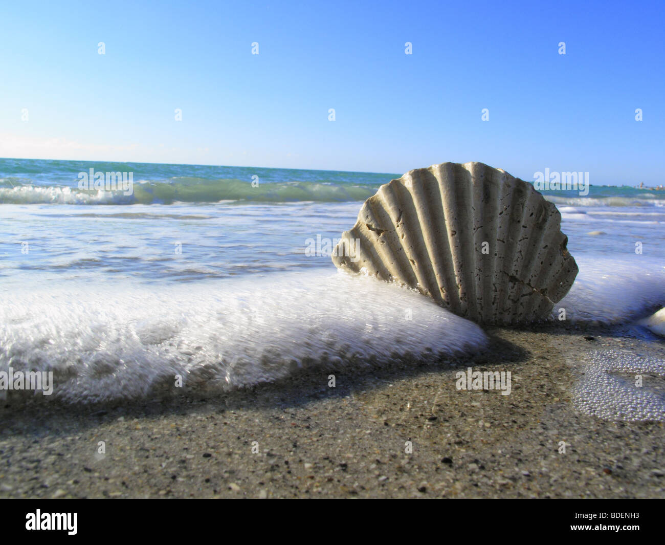 Venice beach florida shells hi-res stock photography and images - Alamy