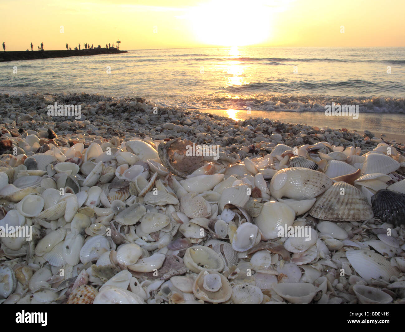 Venice beach florida shells hi-res stock photography and images - Alamy