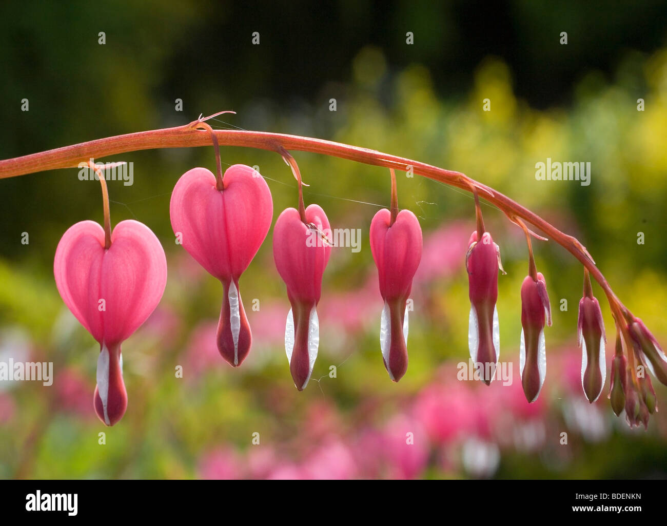 Heart Shaped Flowers High Resolution Stock Photography and Images - Alamy