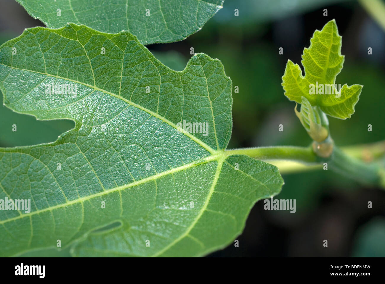 Brown turkey fig hi-res stock photography and images - Alamy
