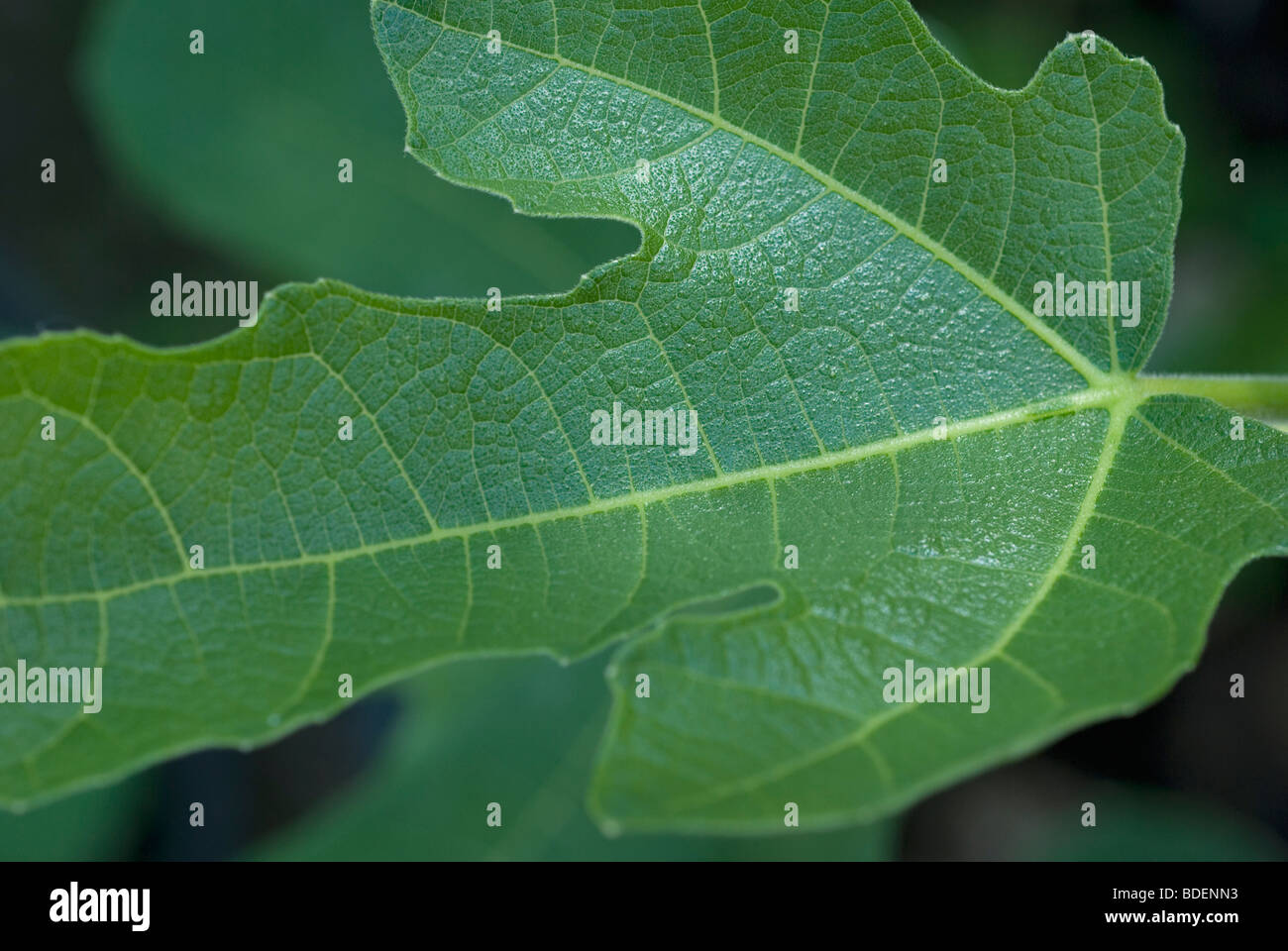 Brown turkey fig hi-res stock photography and images - Alamy