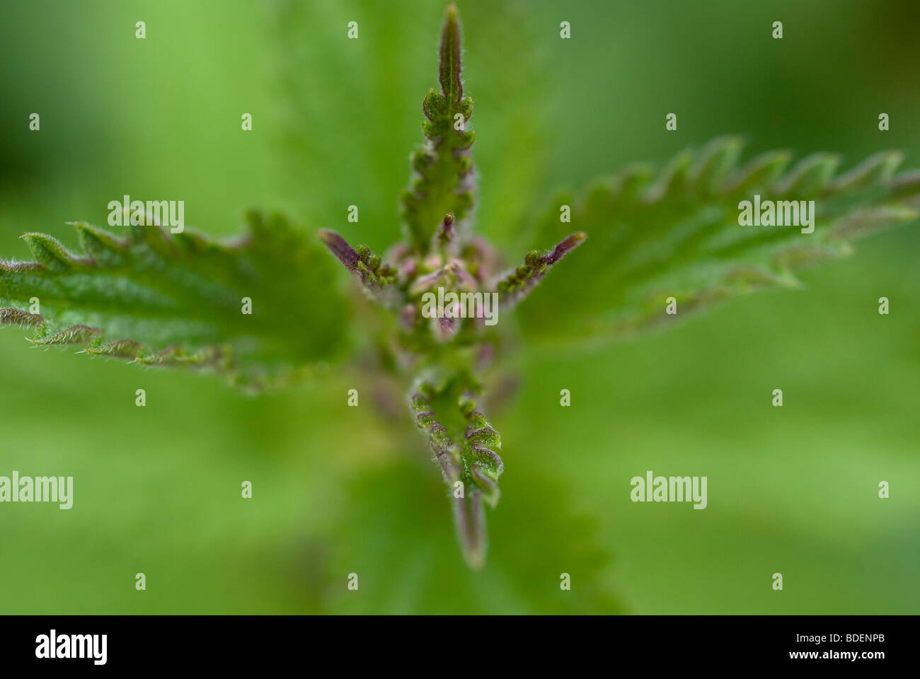 Stinging Nettle top Stock Photo - Alamy