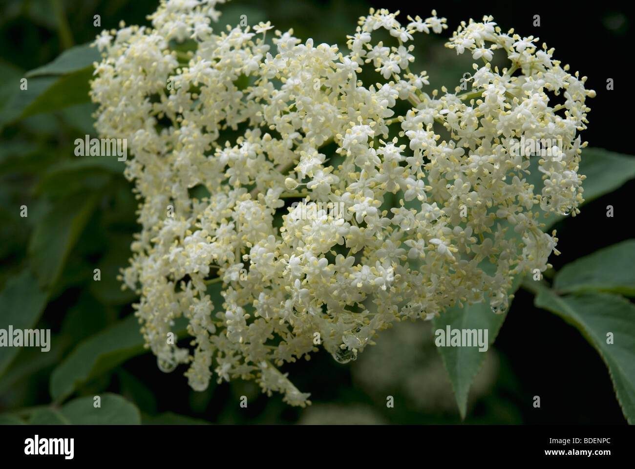 Elderflower tree hi-res stock photography and images - Alamy