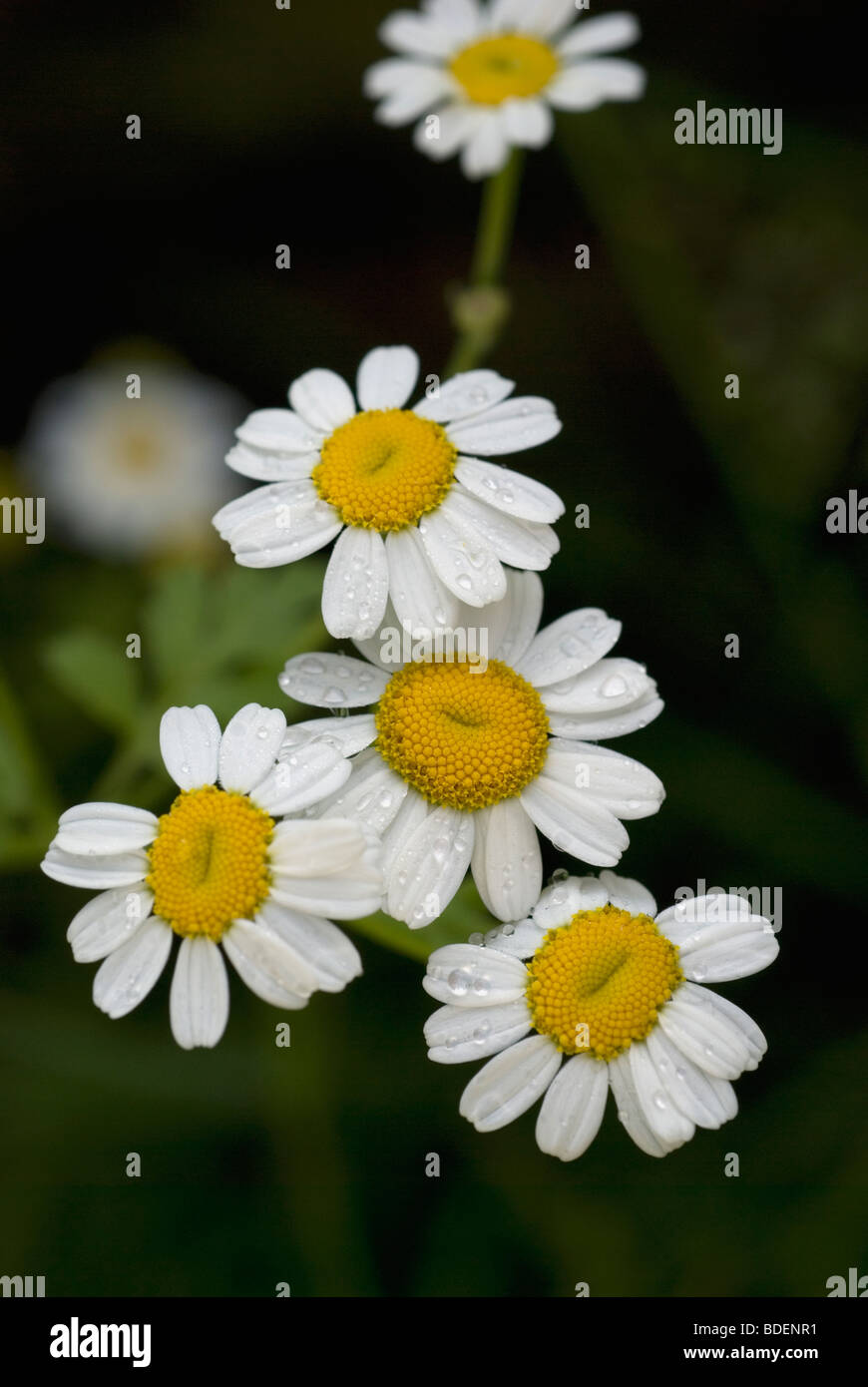 Feverfew flower tanacetum parthenium hi-res stock photography and ...