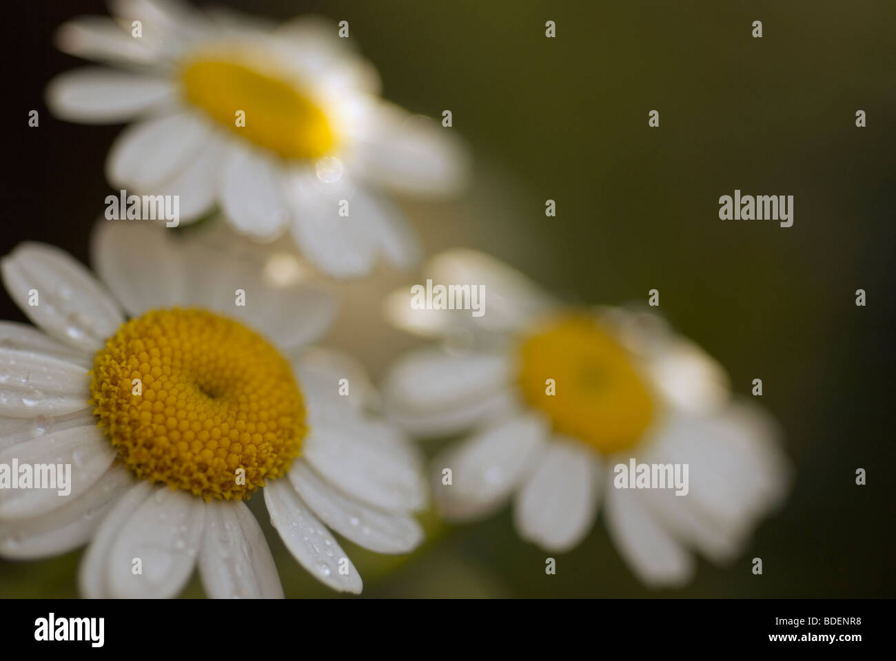 Feverfew flower tanacetum parthenium hi-res stock photography and ...