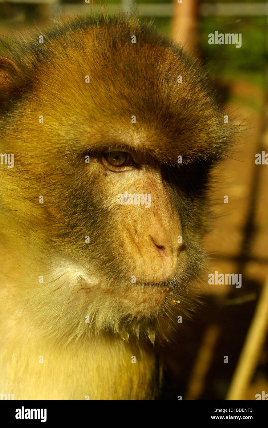 Gibraltar monkey or Barbary Macaque Stock Photo - Alamy