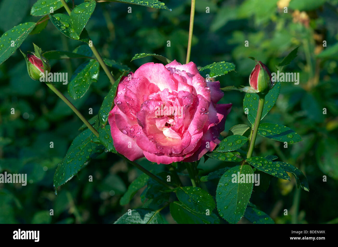 Pink rose in the garden Stock Photo - Alamy