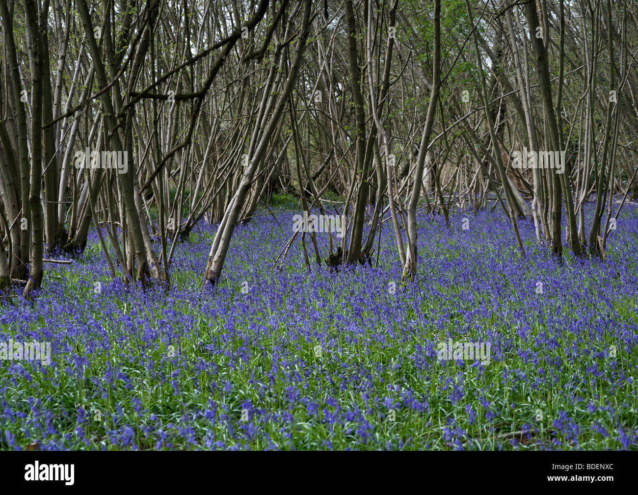 English Bluebell Wood Stock Photo - Alamy