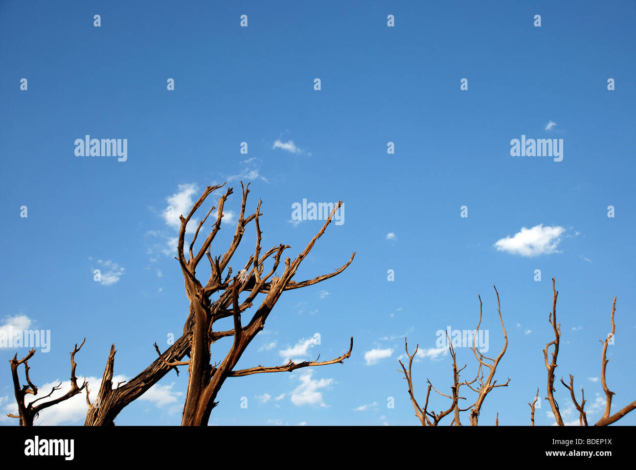 Arches of branches hi-res stock photography and images - Alamy