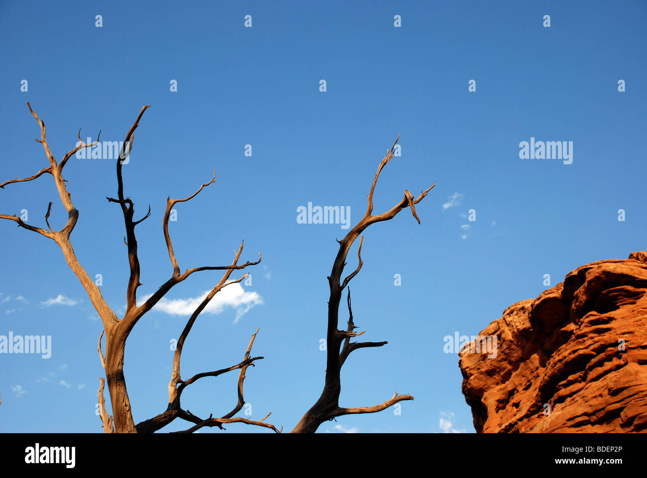 Old, dead trees in Arches National Park Stock Photo - Alamy