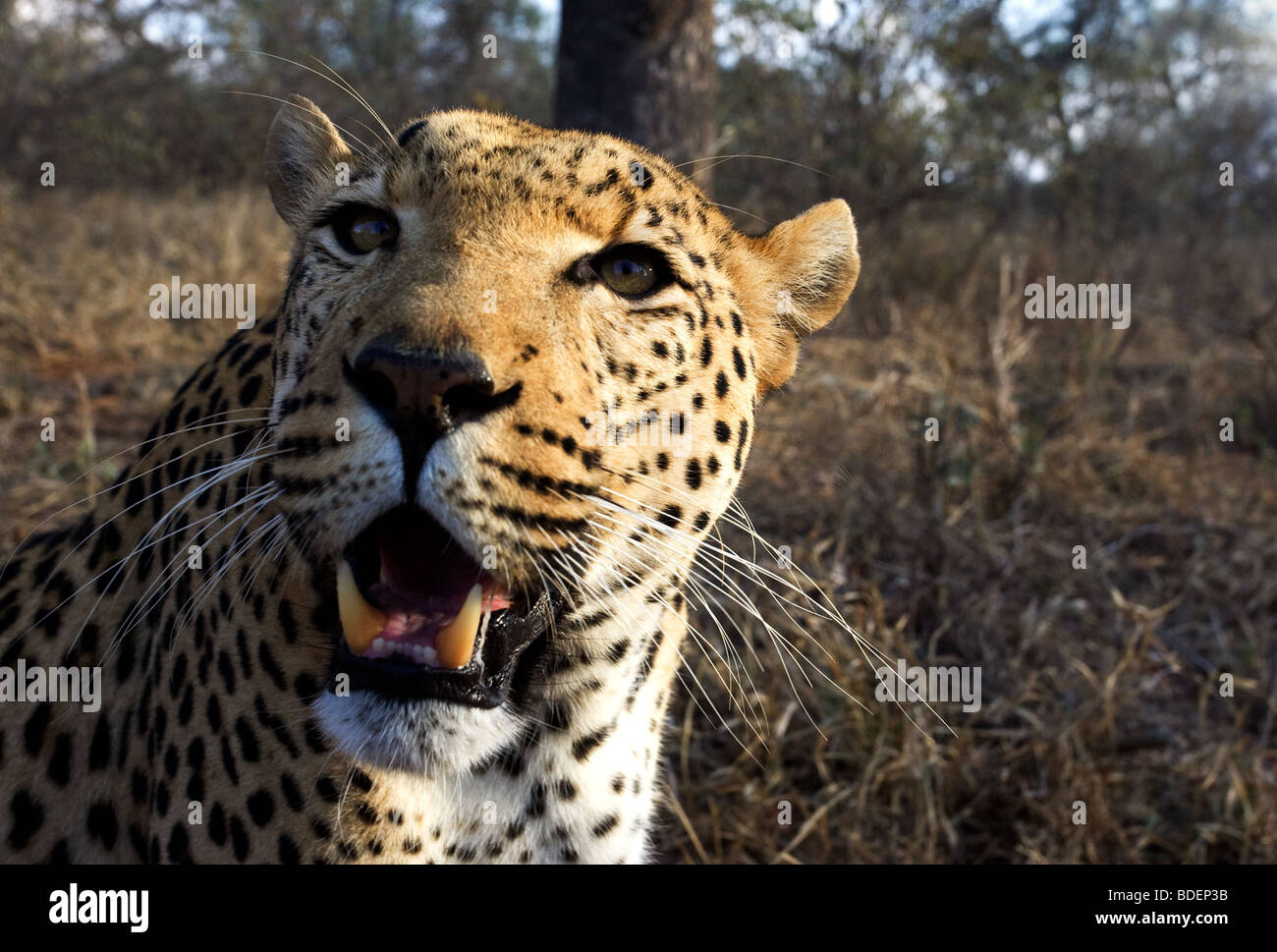 Leopard up close hi-res stock photography and images - Alamy
