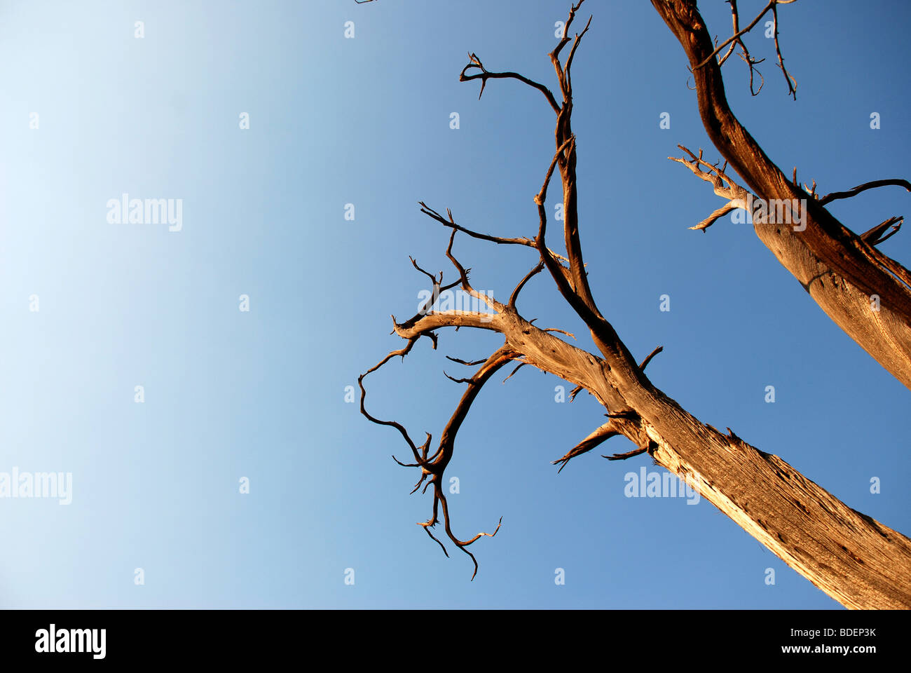 Dead branches tree old hi-res stock photography and images - Alamy