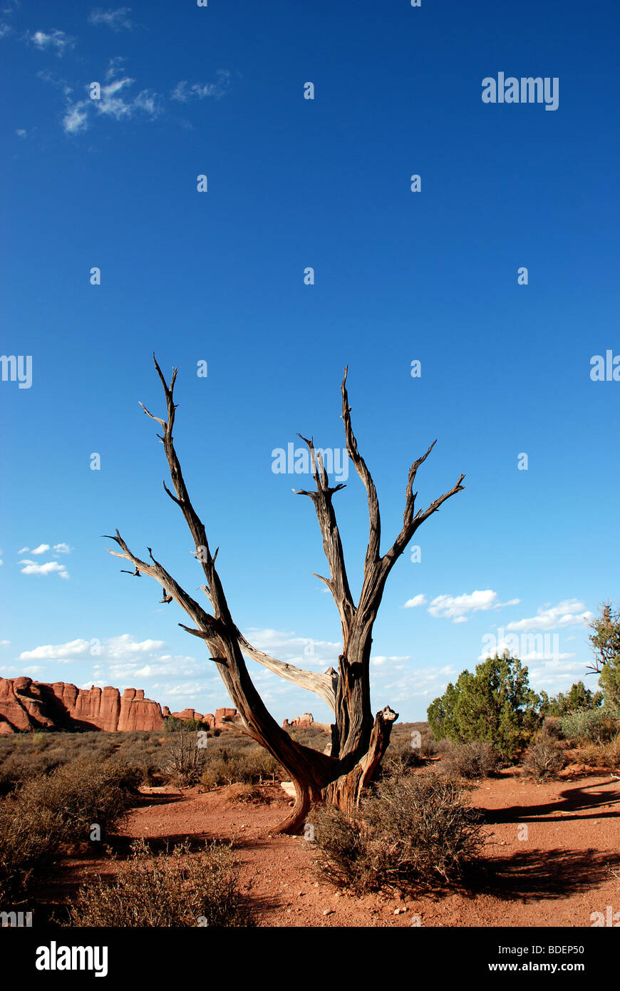Old, dead trees in Arches National Park Stock Photo - Alamy