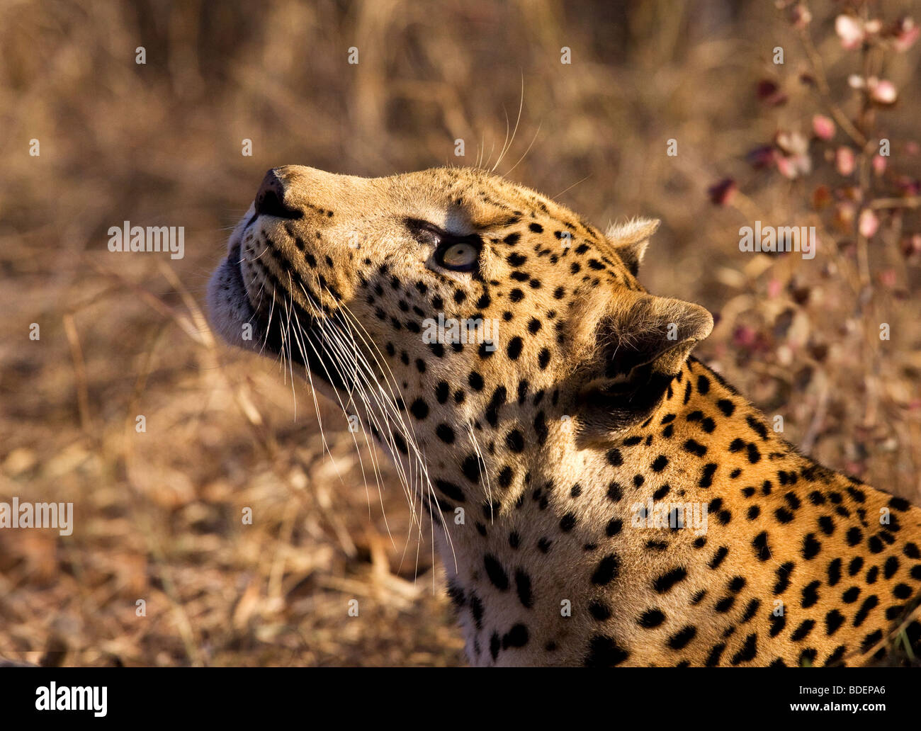 Leopard Looking Upwards High Resolution Stock Photography and Images ...
