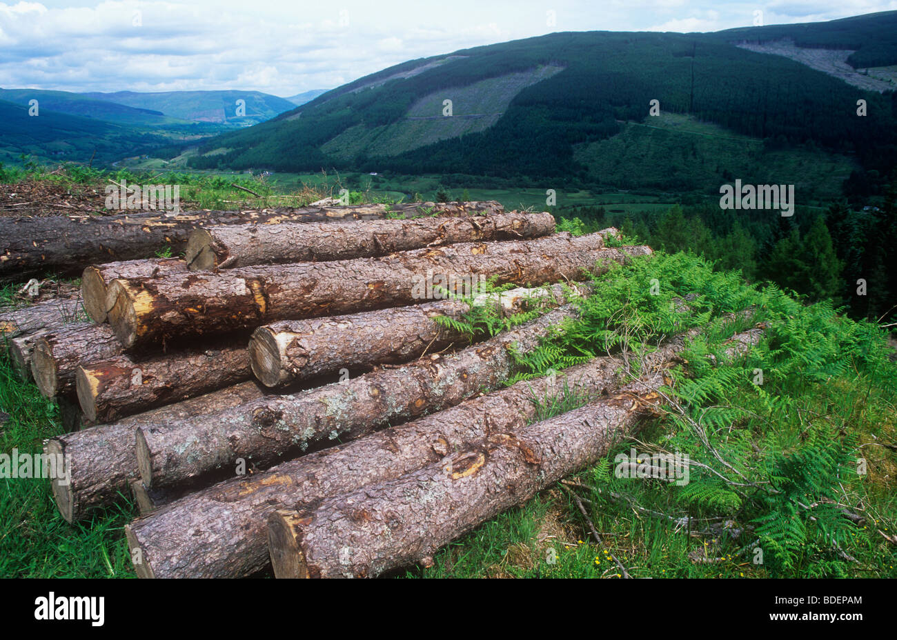 Strathyre forest deforestation agriculture forestry pine timber ...