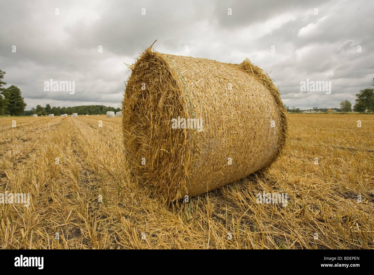 bale of hay,summer,barley,crop, farmer ,farming ,field,halogen ,harvest ...