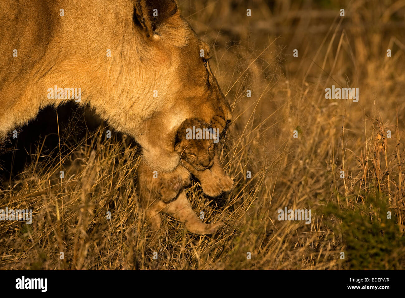 Lioness carrying cub, Kruger Park Stock Photo - Alamy