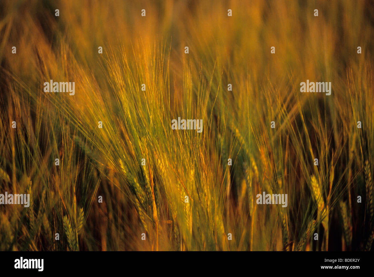 Rural poland farm fields hi-res stock photography and images - Alamy