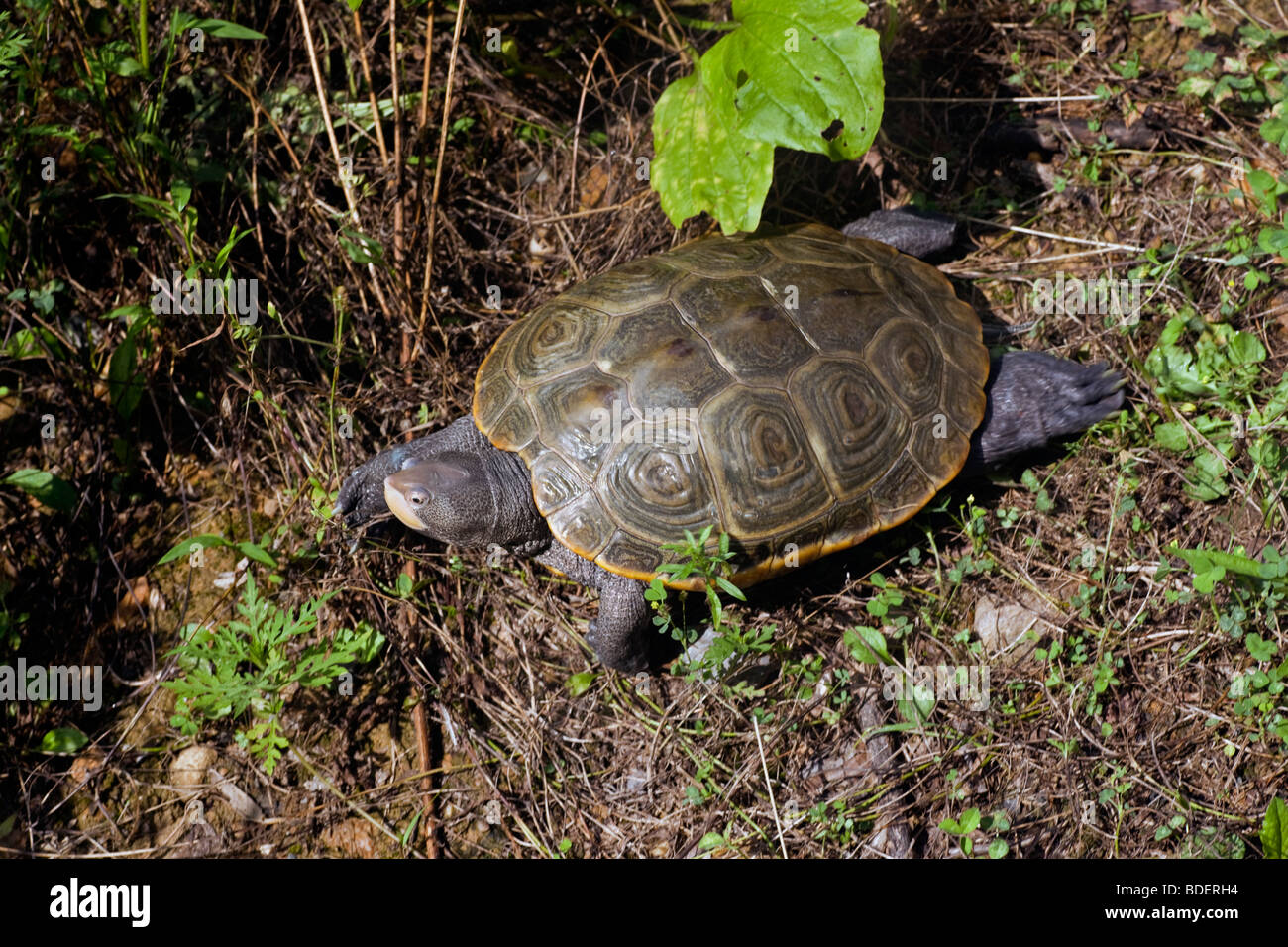 Diamondback terrapin, Malaclemys terrapin Stock Photo - Alamy