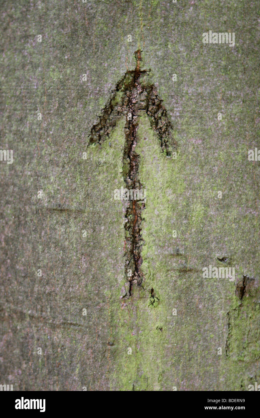 Arrow tree carved hi-res stock photography and images - Alamy
