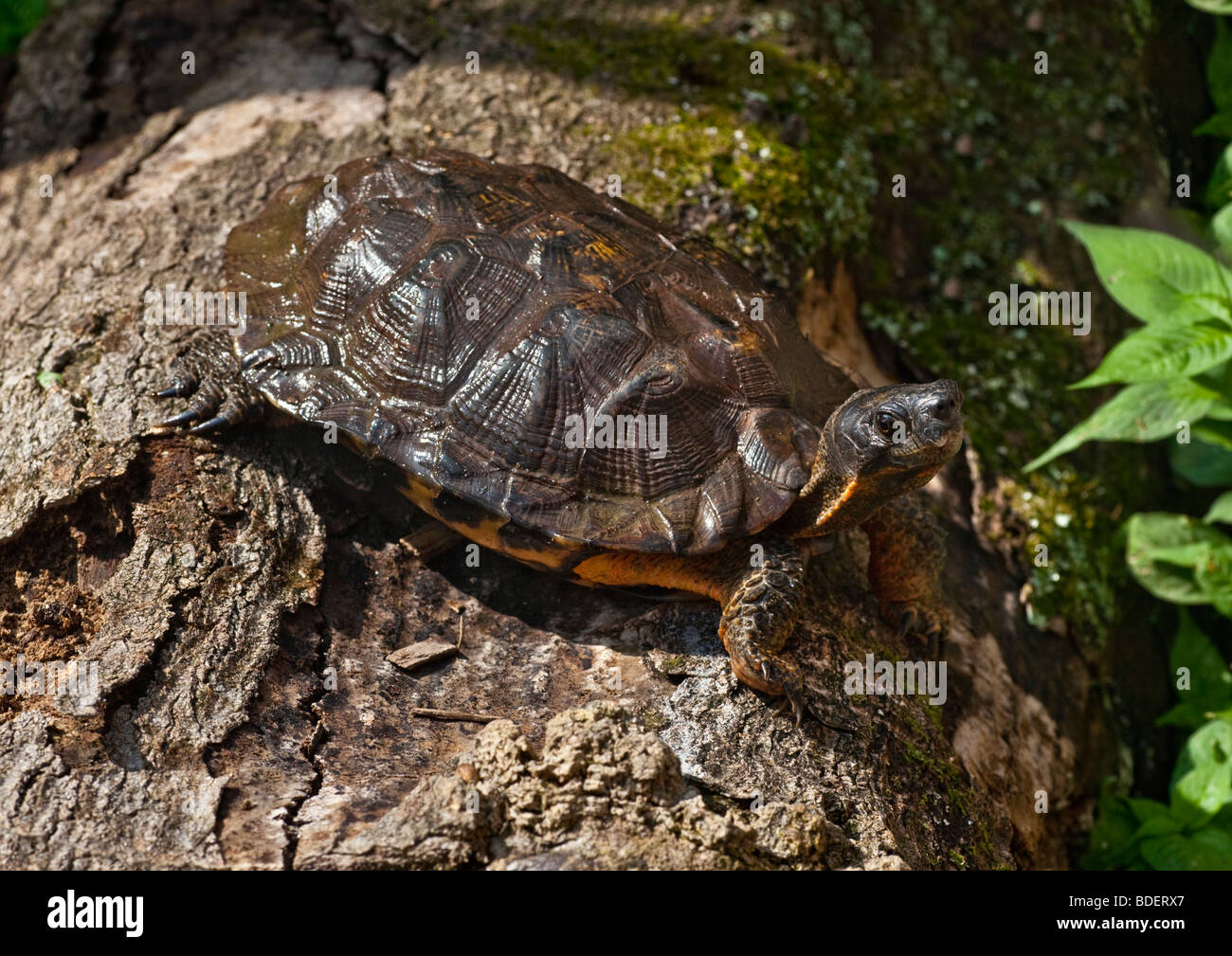 Wood turtle hi-res stock photography and images - Alamy