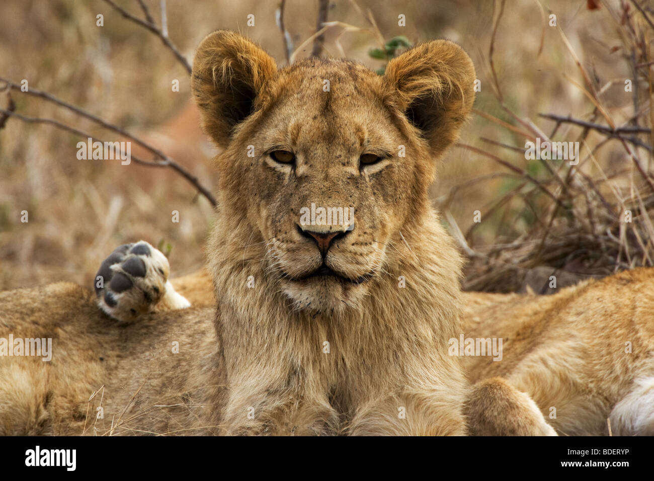 Young Lion waiting for food Stock Photo - Alamy