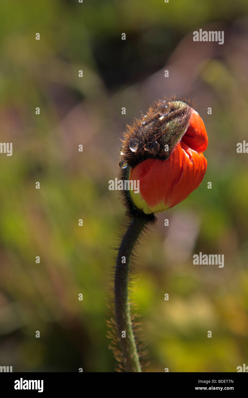 A California poppy bud opening in the early morning at the Golden Gate ...