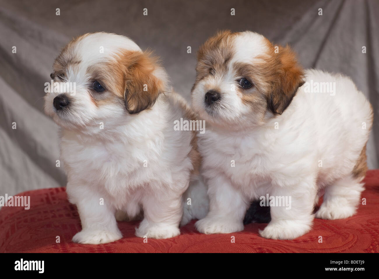 Madagascar tulear hi-res stock photography and images - Alamy