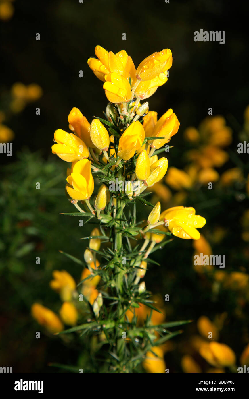 Gorse Flower Ulex europaeus Stock Photo - Alamy