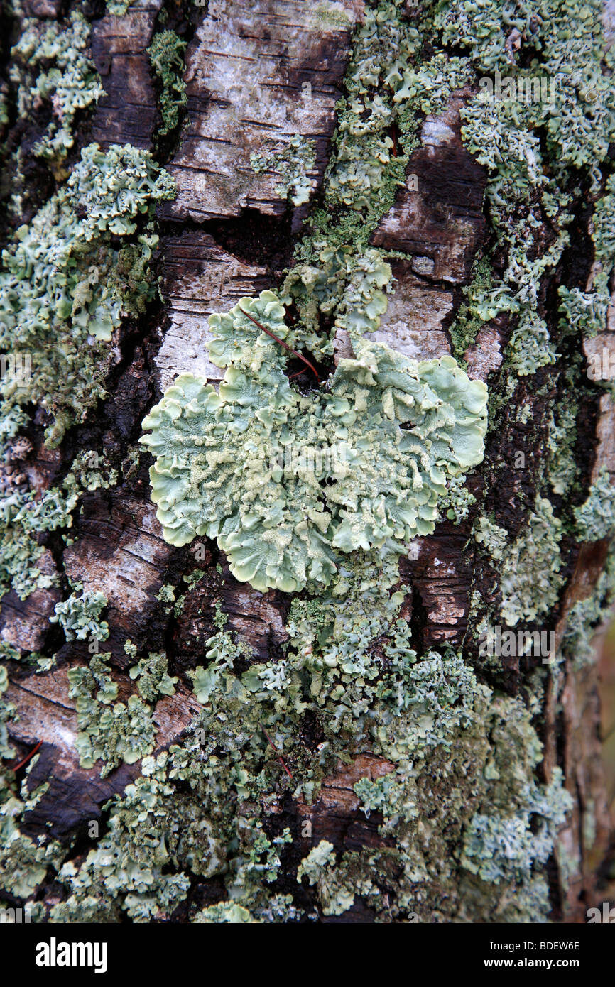 Lichen Moss Growing on a Silver Birch Tree Stock Photo - Alamy