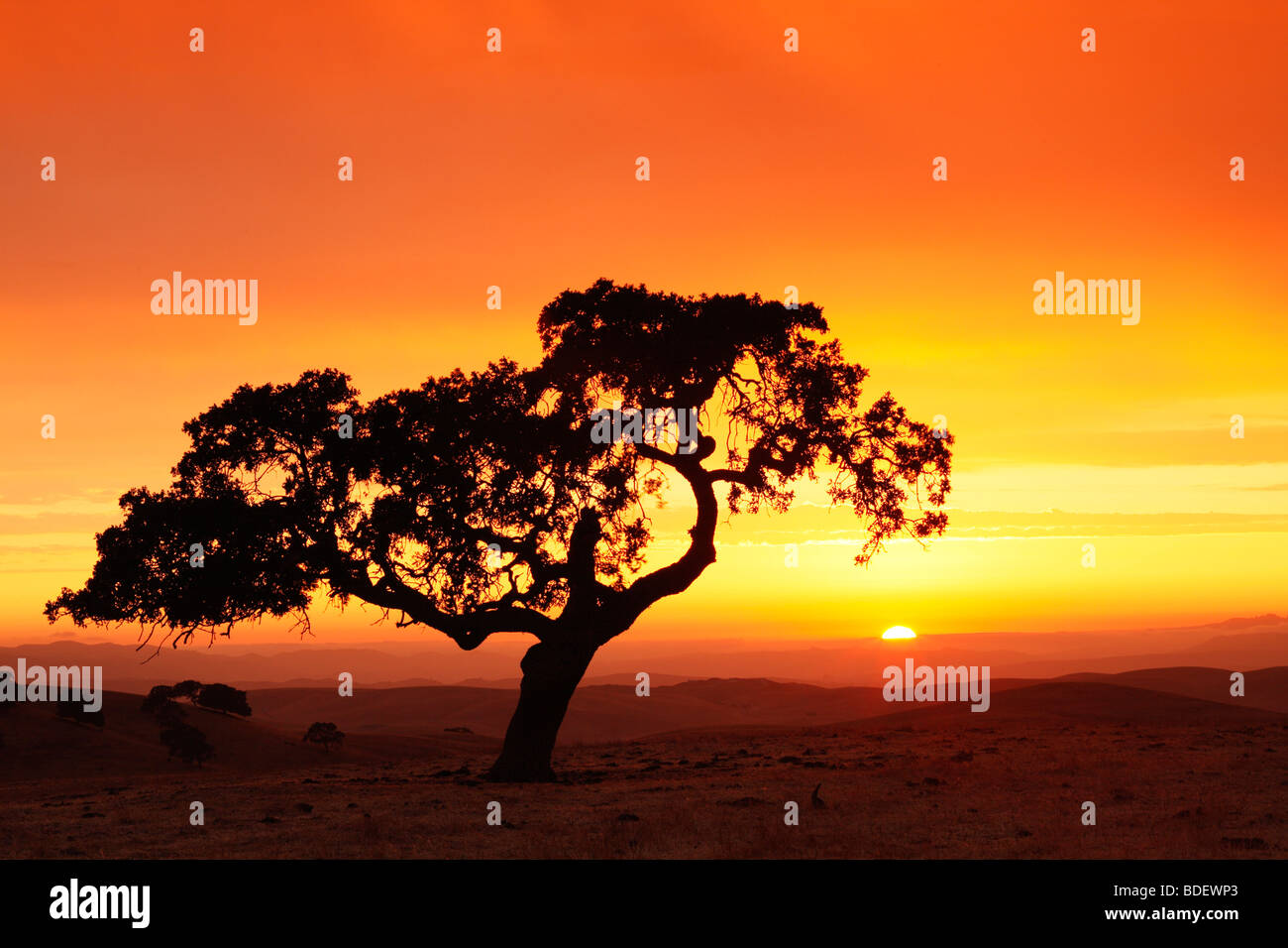 Oak tree setting sun hi-res stock photography and images - Alamy