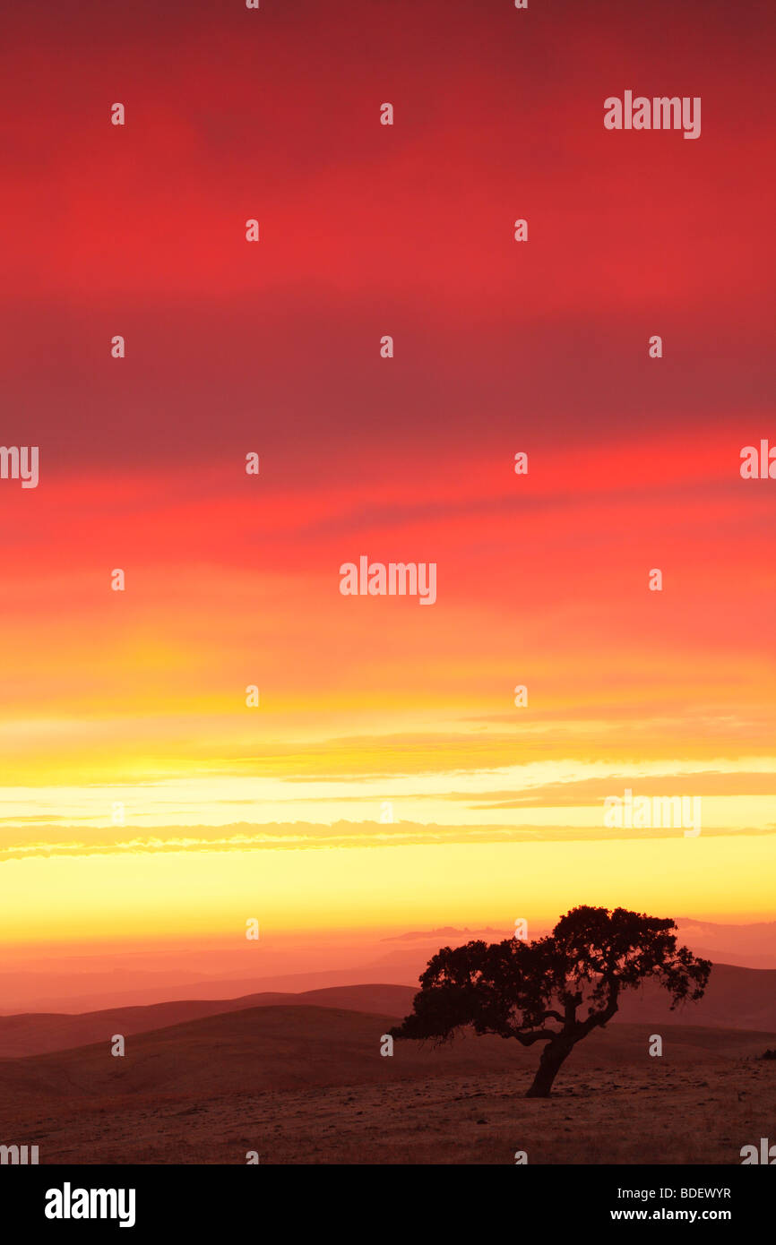 Oak tree silhouette hi-res stock photography and images - Alamy