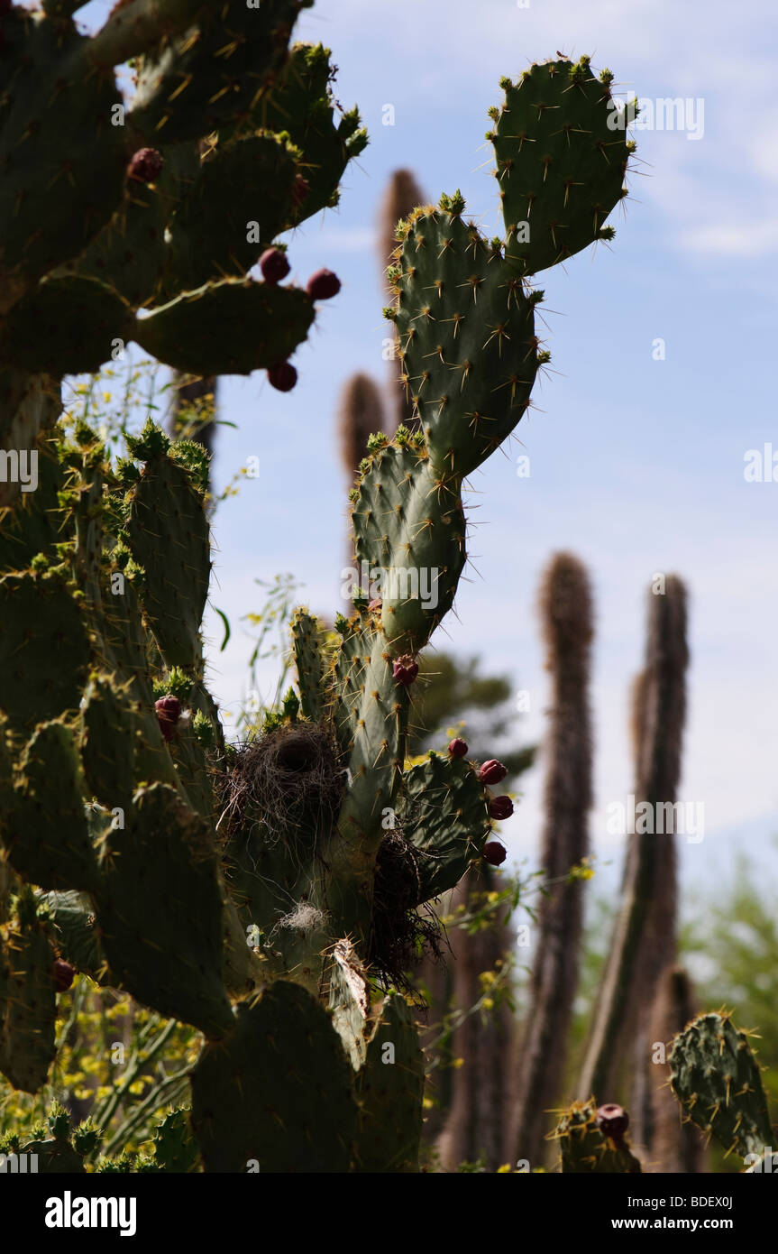 Bird's nest in a prickly pear cactus Stock Photo - Alamy