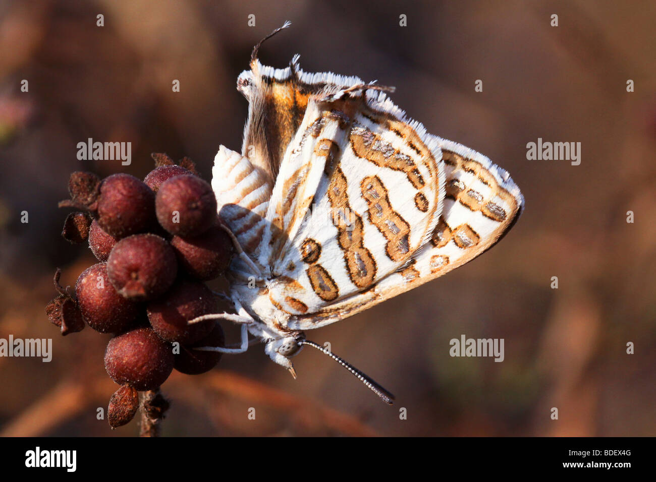 Butterfly blue africa hi-res stock photography and images - Alamy