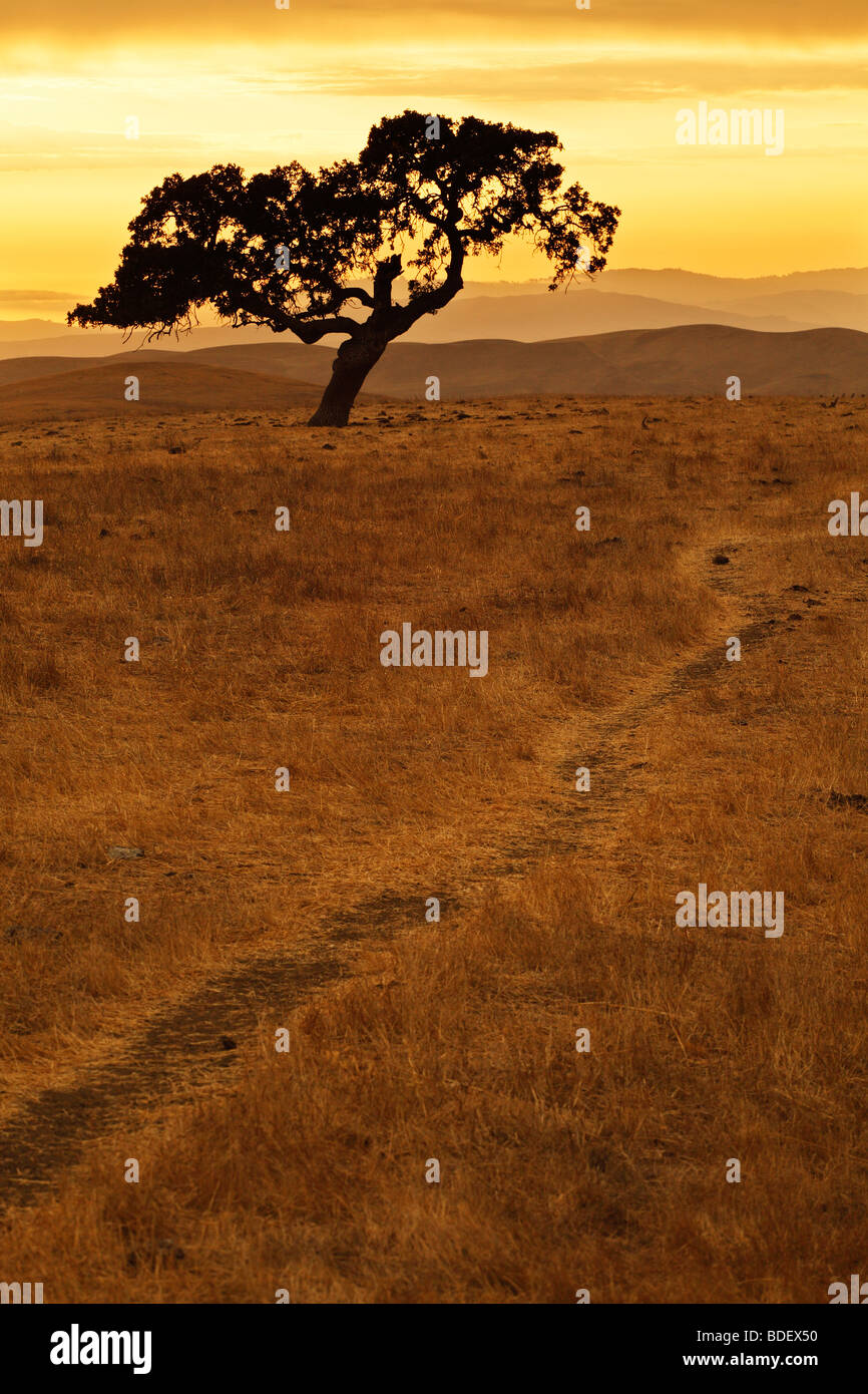 path leading past oak tree into sunset Stock Photo - Alamy