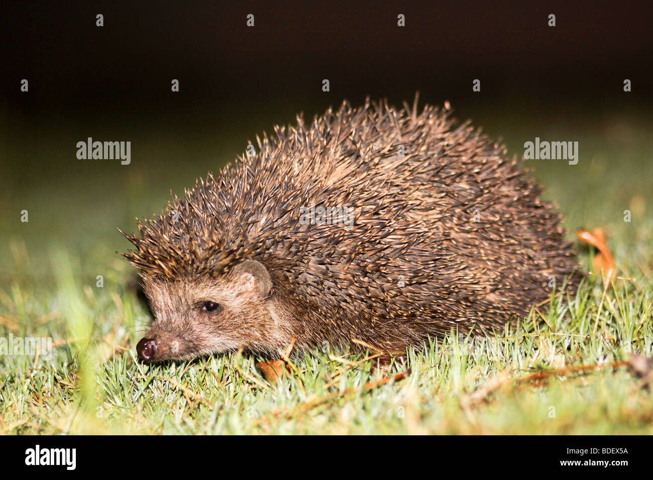 Eastern European hedgehog, Erinaceus concolor Stock Photo - Alamy